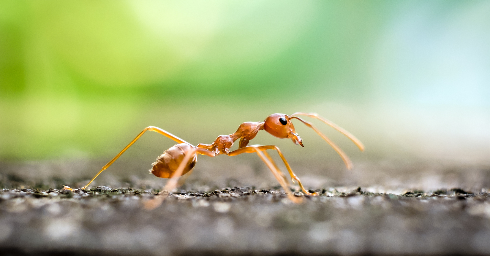 Species Spotlight: Ants – Rise for Animals