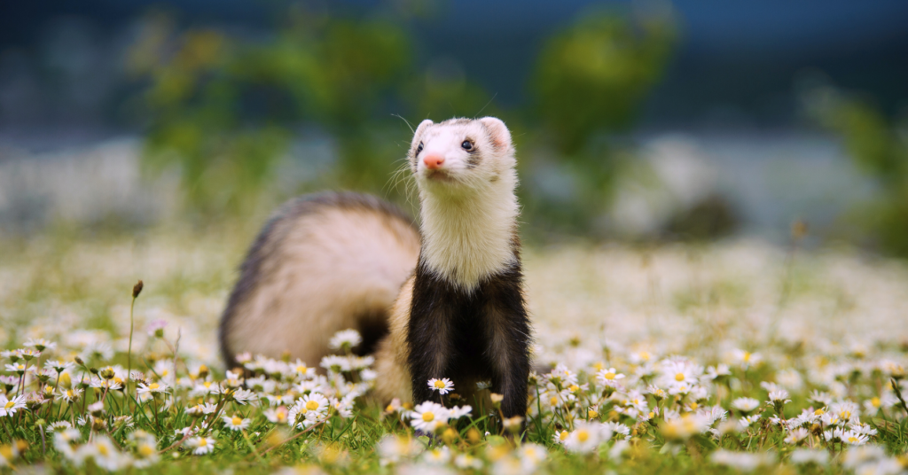 Species Spotlight: Ferrets – Rise for Animals
