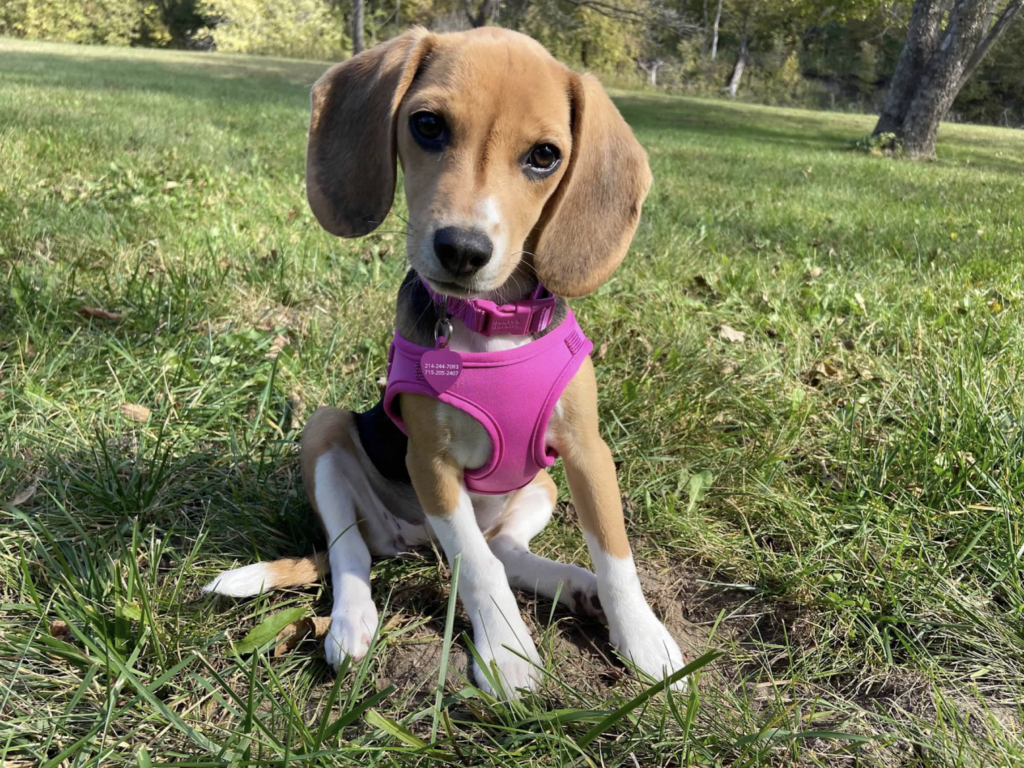 Teddy and Ellie: Rescued from Research – Rise for Animals