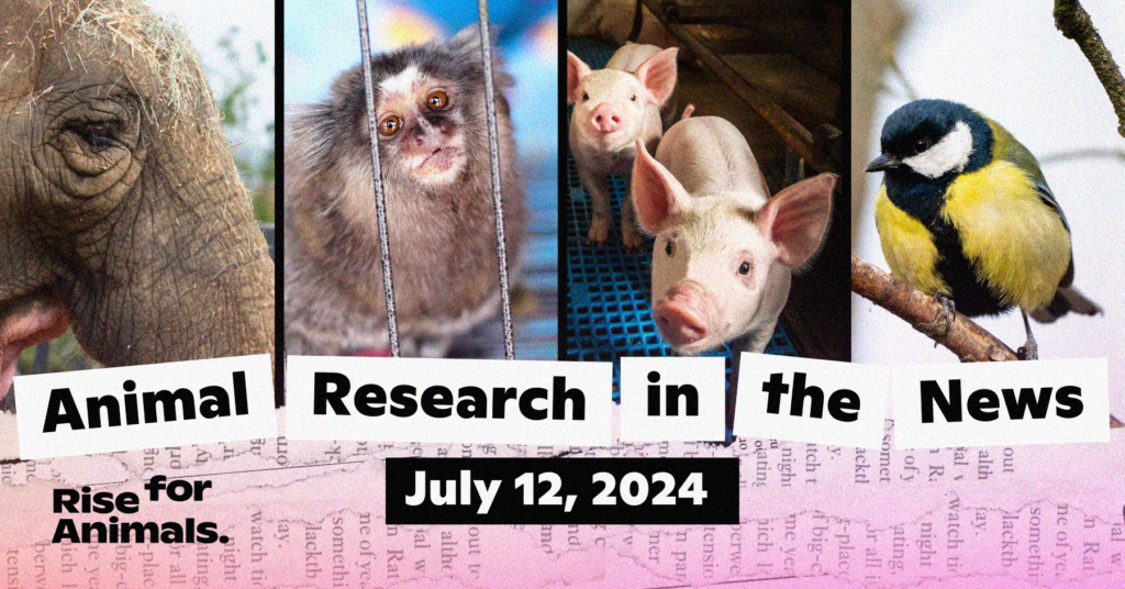 Animal Research News Roundup: July 12, 2024 – Rise for Animals