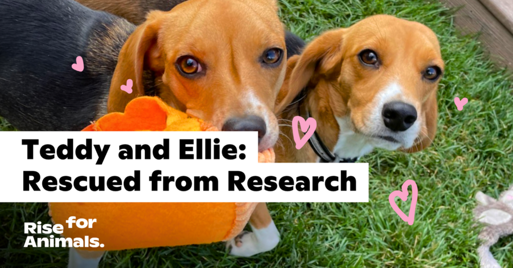 Teddy and Ellie: Rescued from Research – Rise for Animals