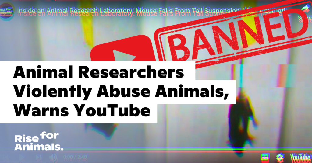 Animal Researchers Violently Abuse Animals, Warns YouTube – Rise for ...