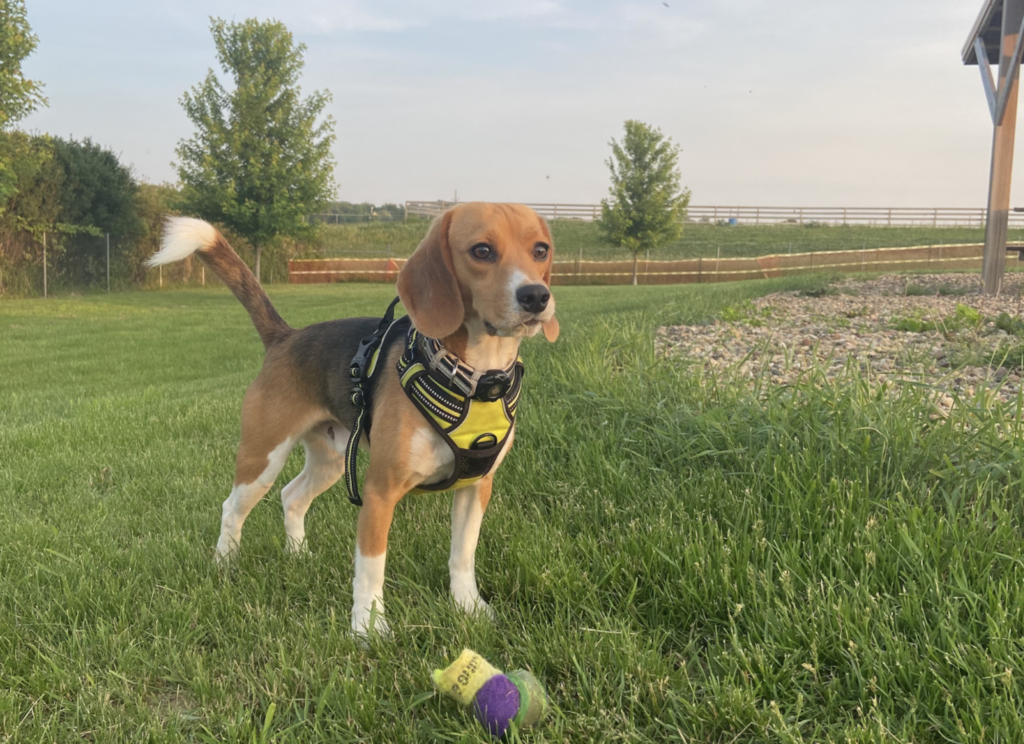 Teddy and Ellie: Rescued from Research – Rise for Animals