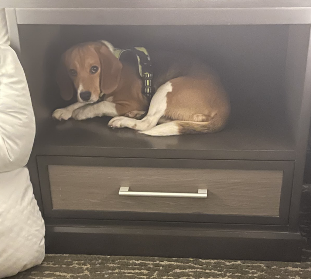 Teddy and Ellie: Rescued from Research – Rise for Animals