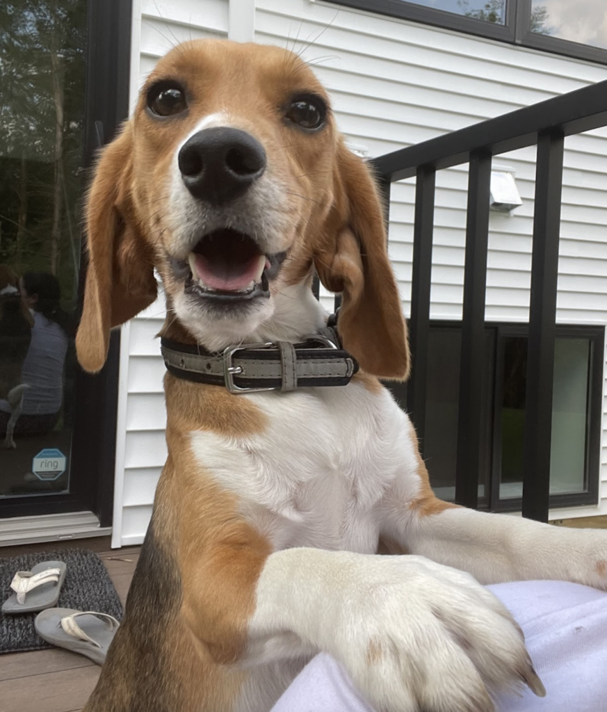 Teddy and Ellie: Rescued from Research – Rise for Animals