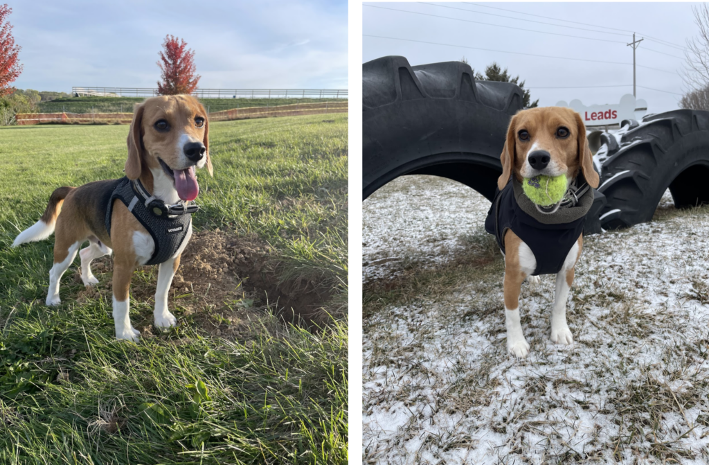 Teddy and Ellie: Rescued from Research – Rise for Animals