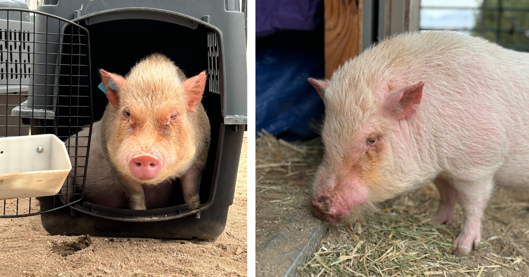 Dogs, Dog-Like Pigs, Ferrets Sold Into Torture – Rise for Animals