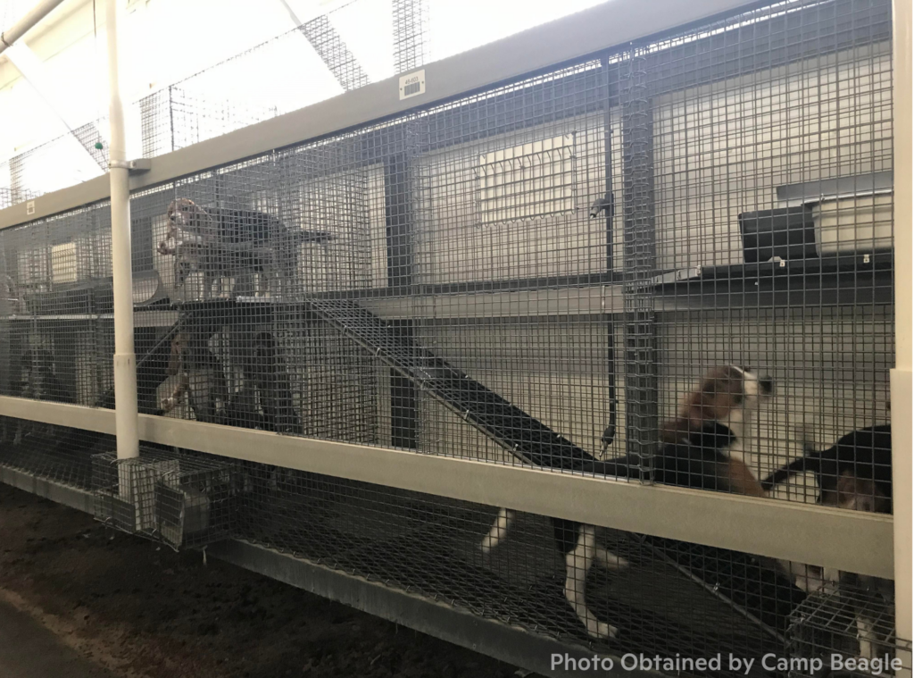 Rare Photos Inside a Mega-Breeder for Animal Research – Rise for Animals