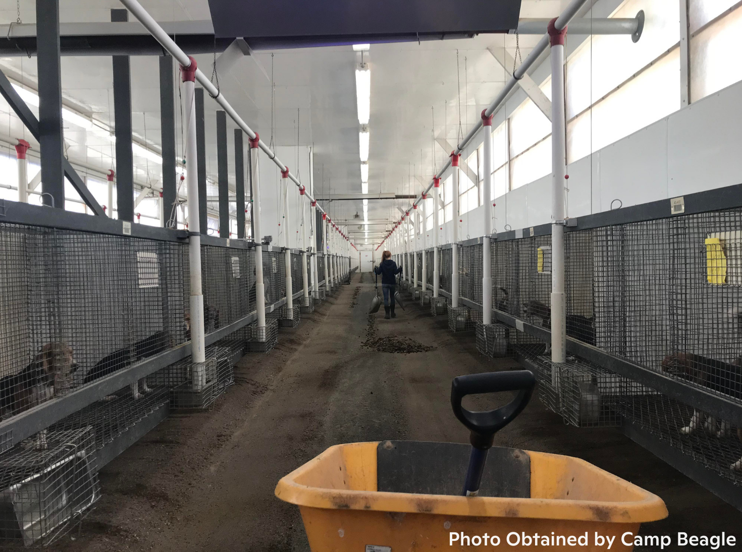 Rare Photos Inside a Mega-Breeder for Animal Research – Rise for Animals