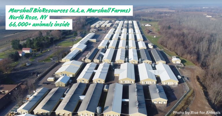 Rare Photos Inside a Mega-Breeder for Animal Research – Rise for Animals