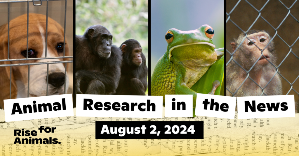 Animal Research News Roundup: August 2, 2024 – Rise for Animals