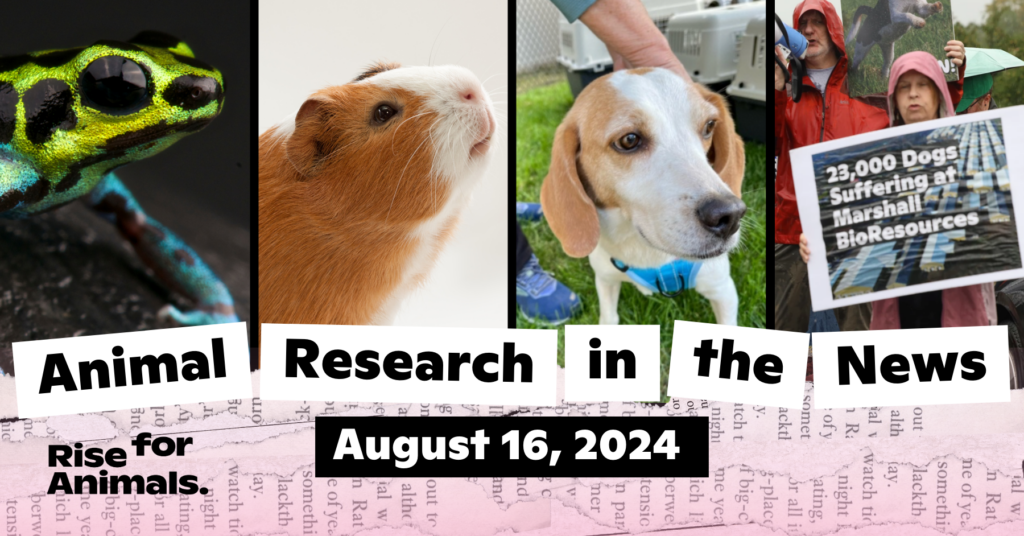 Animal Research News Roundup: August 16, 2024 – Rise for Animals