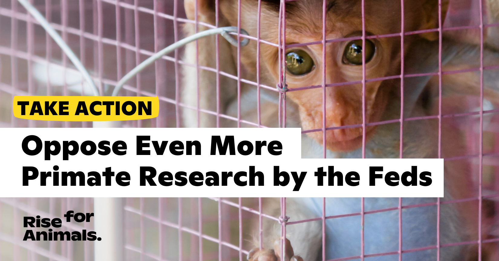 Take Action: Oppose Even More Primate Research By the Feds – Rise for ...