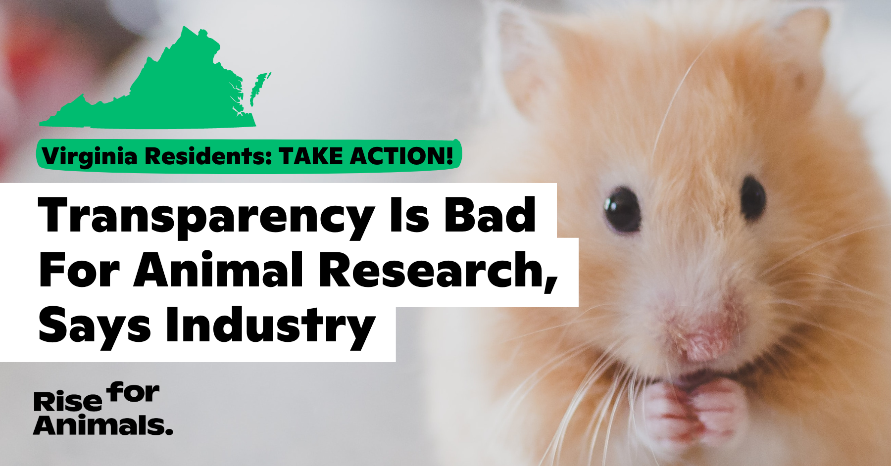Transparency is Bad for Animal Research, Says Industry – Rise for Animals