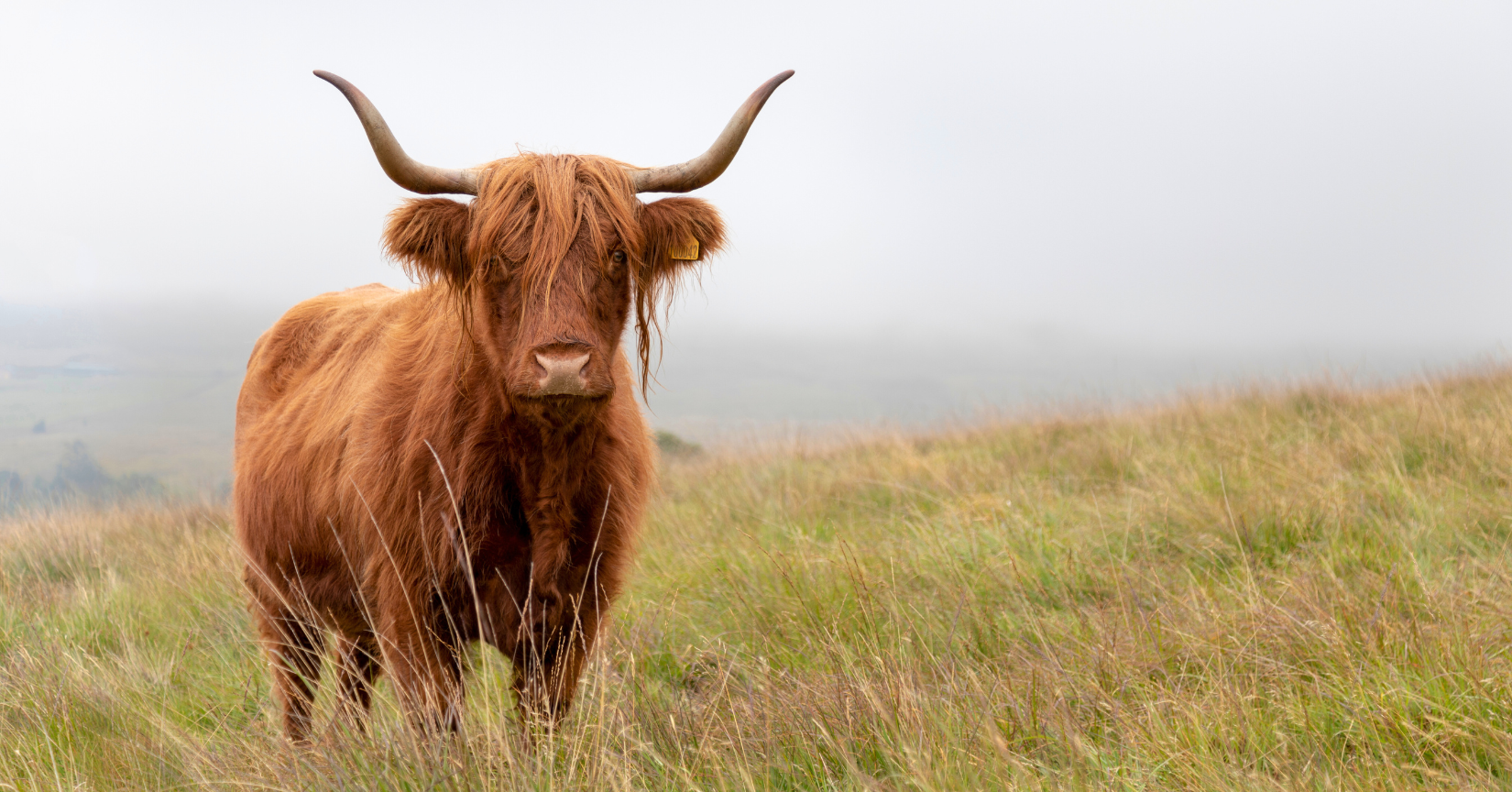 Species Spotlight: Cows – Rise for Animals