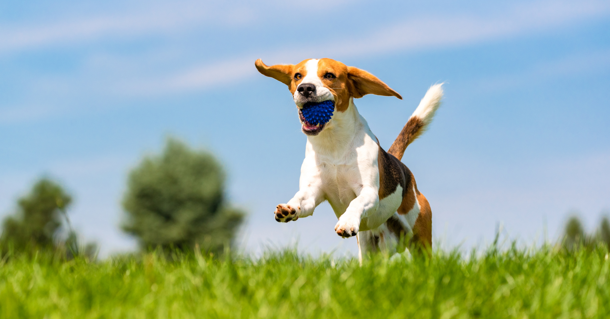 Species Spotlight: Beagles – Rise for Animals