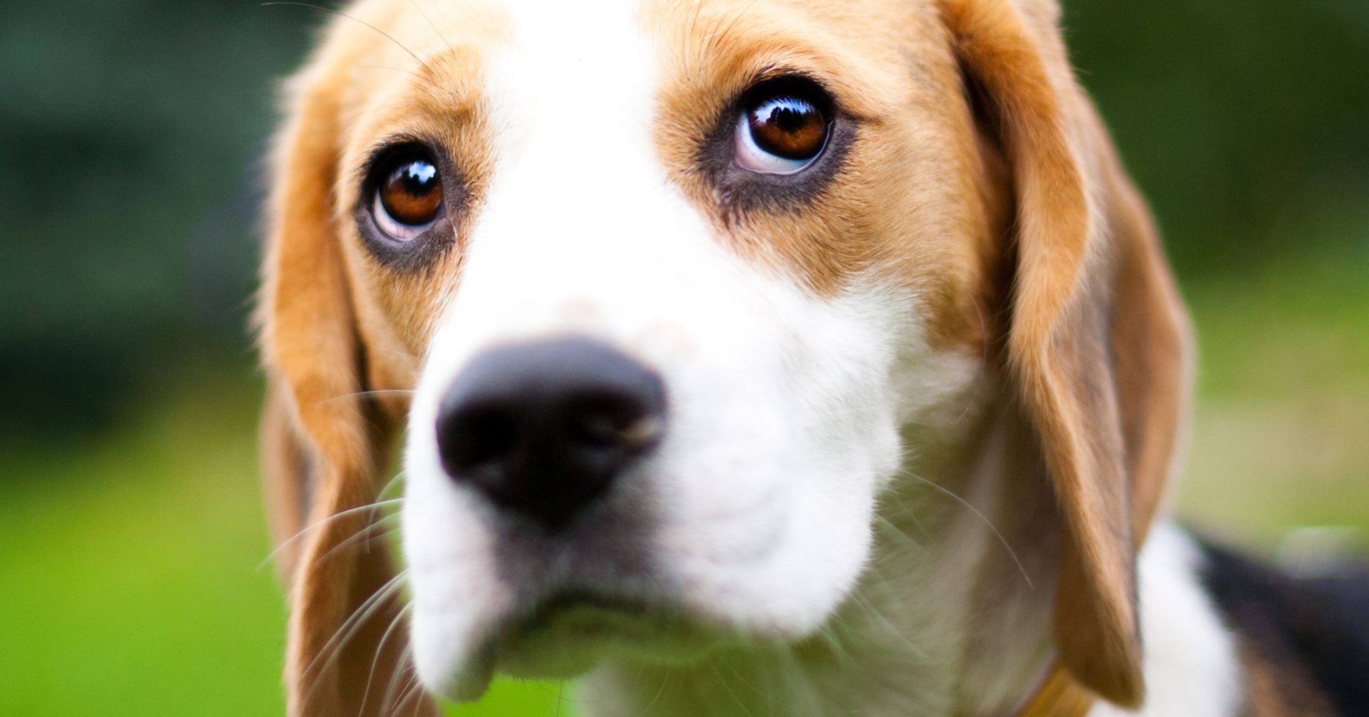 Species Spotlight: Beagles – Rise for Animals