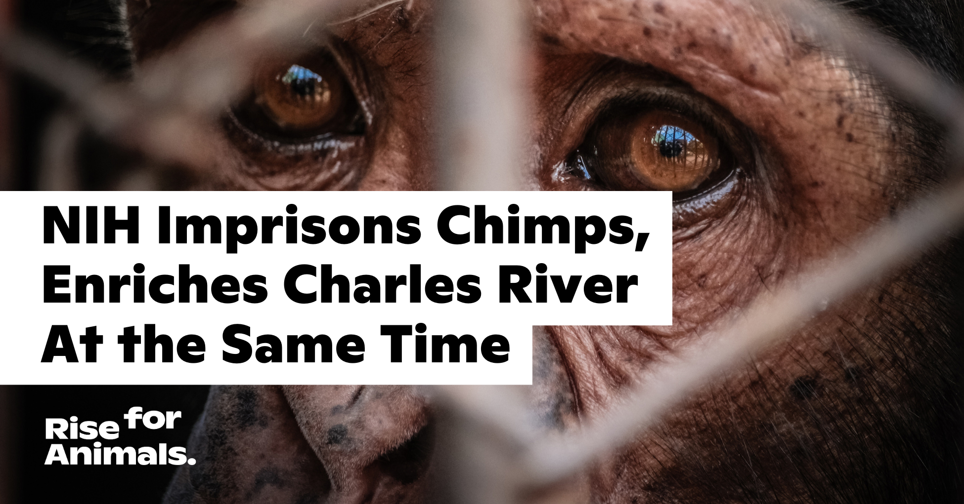 NIH Imprisons Chimps, Enriches Charles River at Same Time – Rise for ...