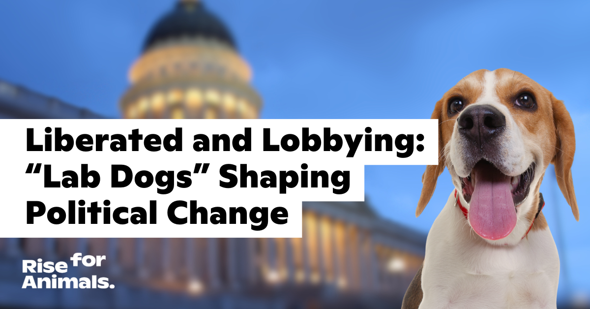 Liberated and Lobbying: “Lab Dogs” Shaping Political Change – Rise for ...
