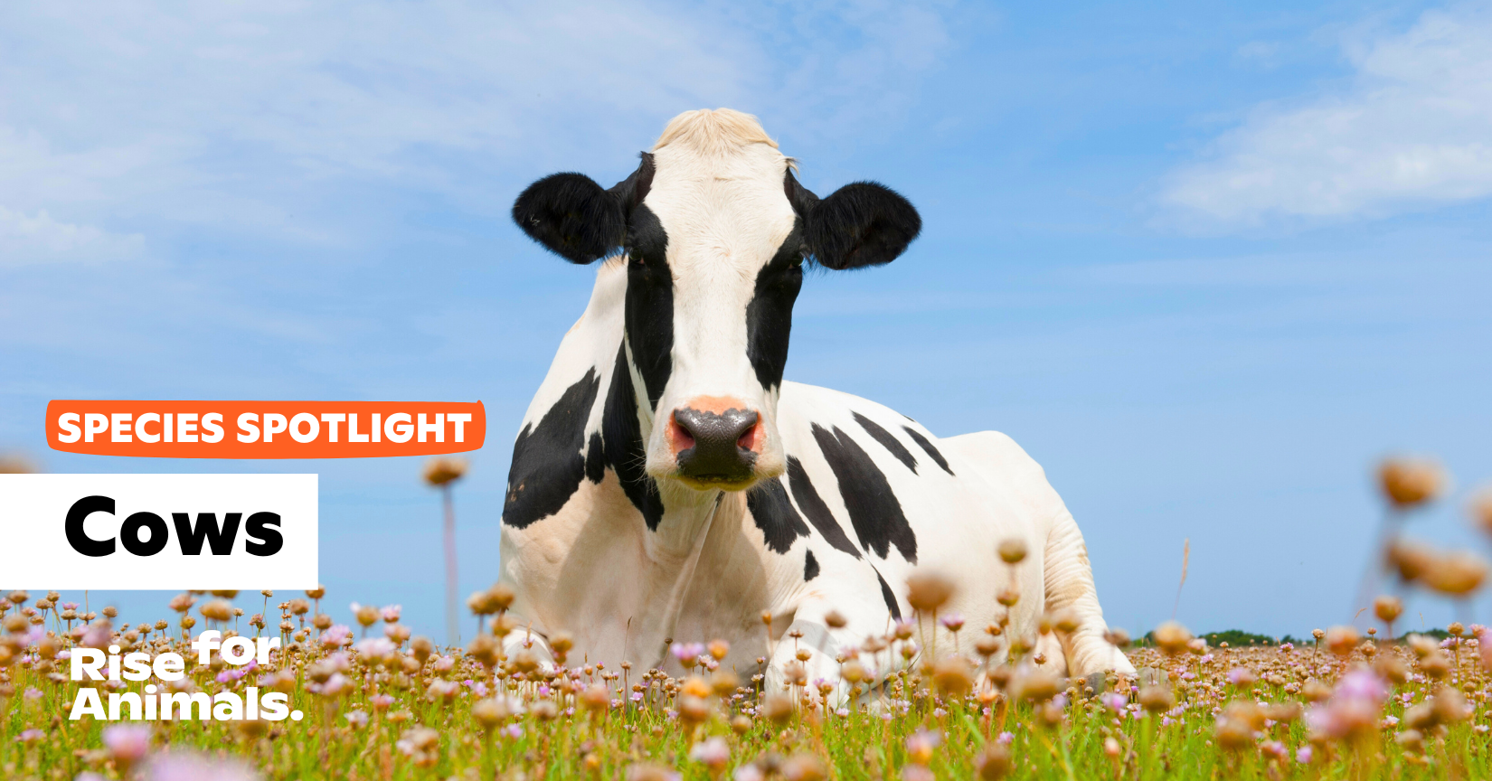 Species Spotlight: Cows – Rise for Animals