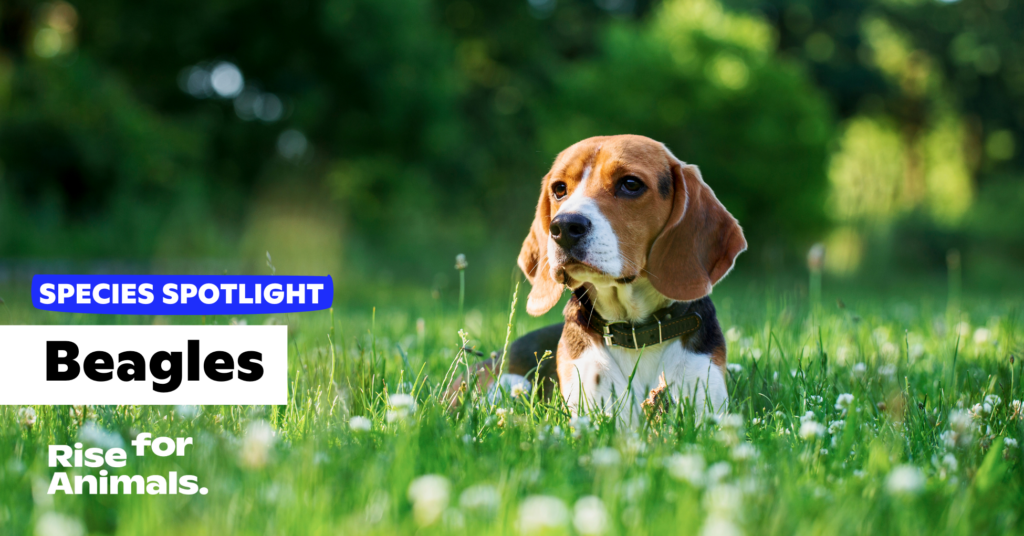 Species Spotlight: Beagles – Rise for Animals