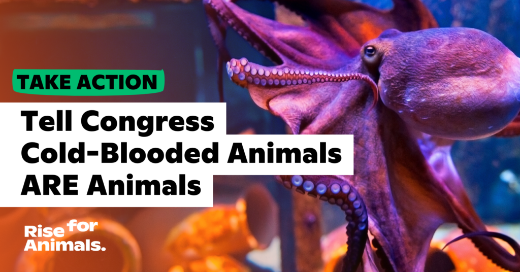 Take Action: Tell Congress Cold-Blooded Animals ARE Animals – Rise for ...
