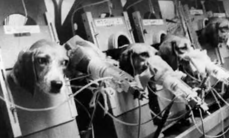 History Repeats: Disturbing New Video of Masked Beagles – Rise for Animals