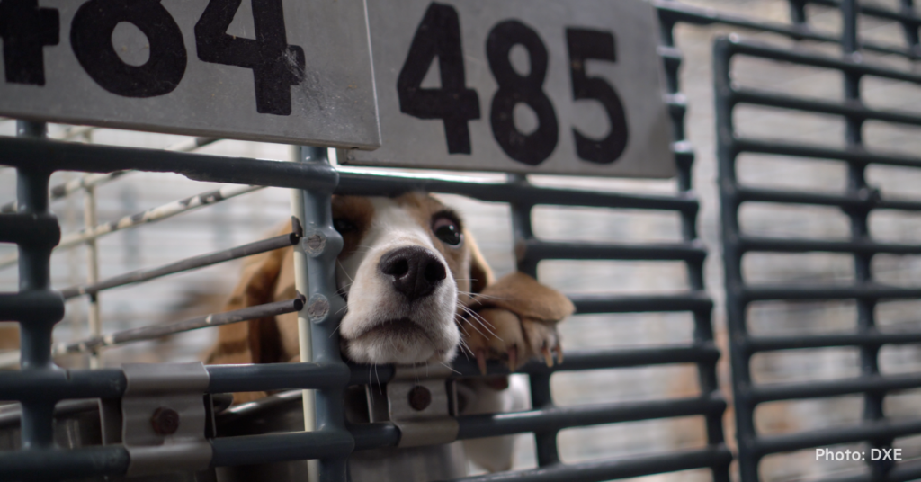 Ridglan Farms: A Living Hell for Beagles – Rise for Animals