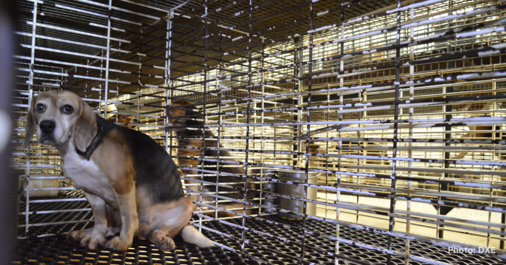 Ridglan Farms: A Living Hell for Beagles – Rise for Animals