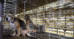 Ridglan Farms: A Living Hell for Beagles – Rise for Animals