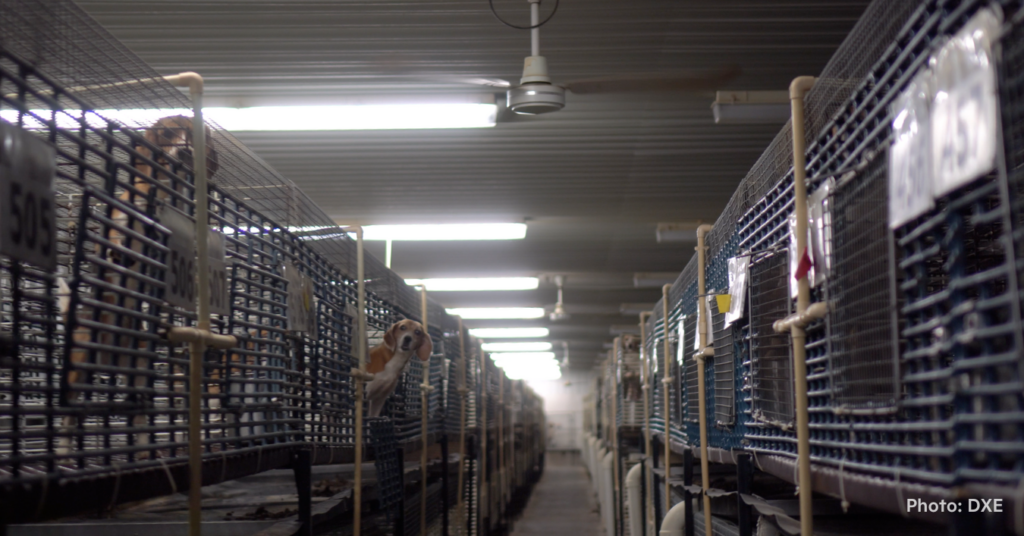 Ridglan Farms: A Living Hell for Beagles – Rise for Animals