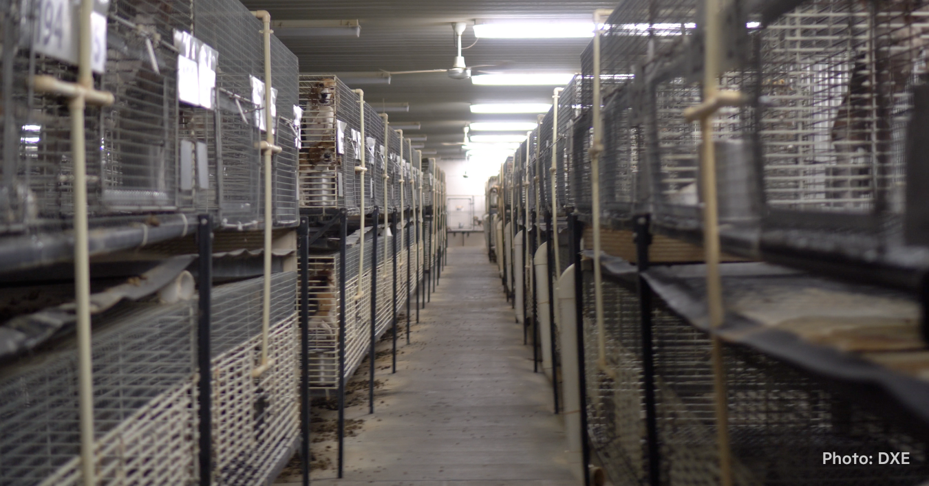 Ridglan Farms: A Living Hell for Beagles – Rise for Animals