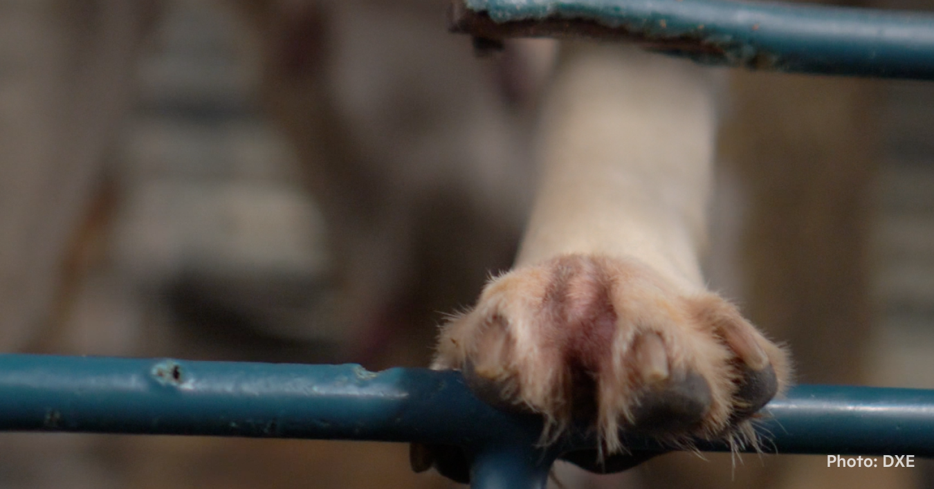 Ridglan Farms: A Living Hell for Beagles – Rise for Animals