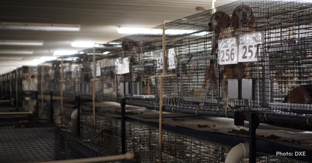 Ridglan Farms: A Living Hell for Beagles – Rise for Animals