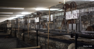 Ridglan Farms: A Living Hell for Beagles – Rise for Animals