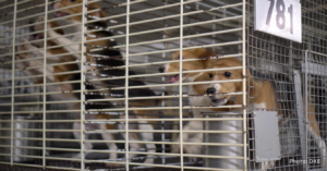 Ridglan Farms: A Living Hell for Beagles – Rise for Animals