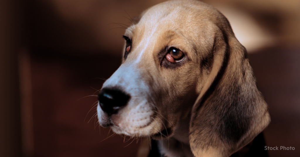 Ridglan Farms: A Living Hell for Beagles – Rise for Animals