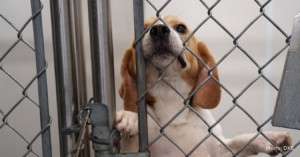 Ridglan Farms: A Living Hell for Beagles – Rise for Animals