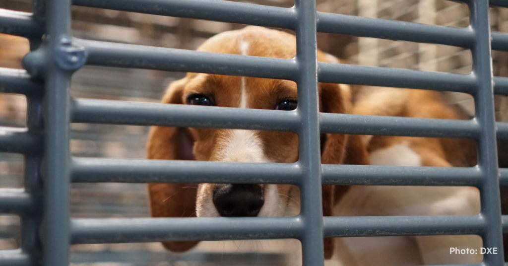 Ridglan Farms: A Living Hell for Beagles – Rise for Animals