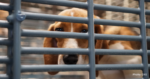 Ridglan Farms: A Living Hell for Beagles – Rise for Animals