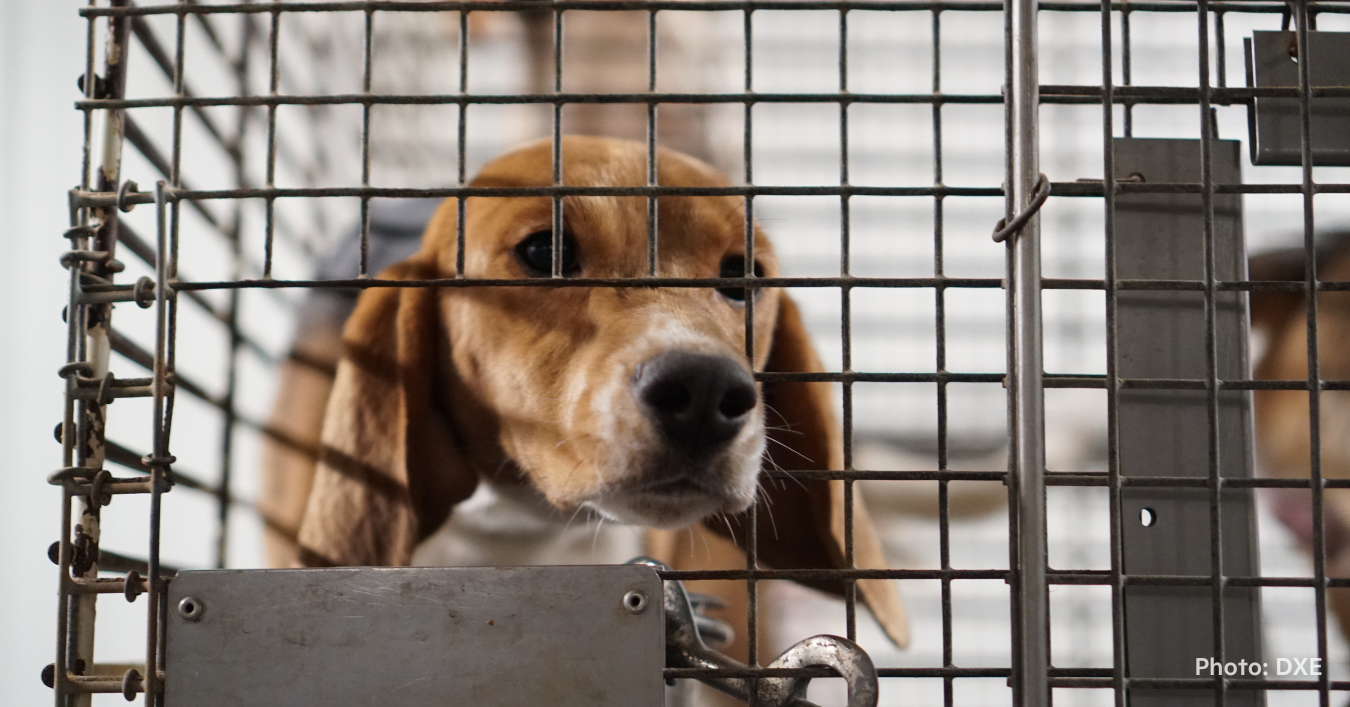 Ridglan Farms: A Living Hell for Beagles – Rise for Animals