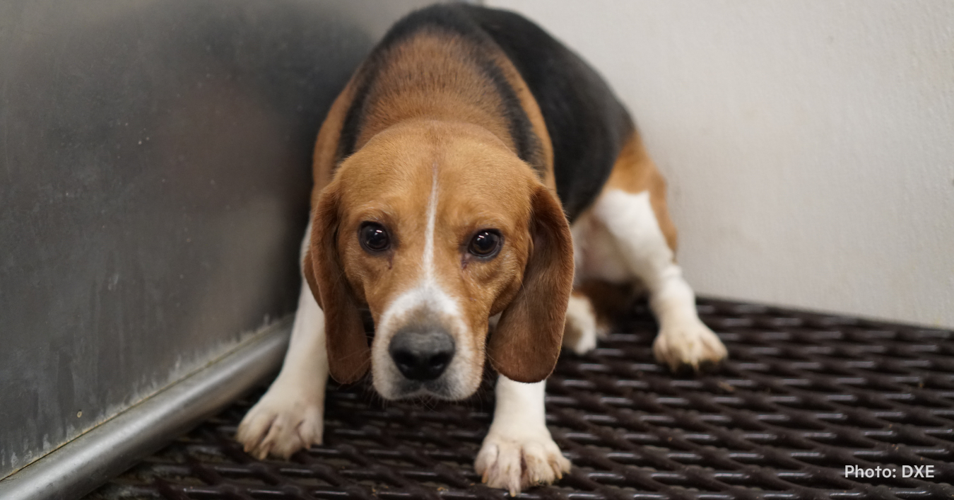 Ridglan Farms: A Living Hell for Beagles – Rise for Animals