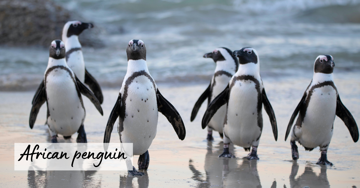 Species Spotlight: Flightless Birds – Rise for Animals