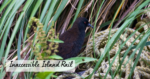 Species Spotlight: Flightless Birds – Rise for Animals