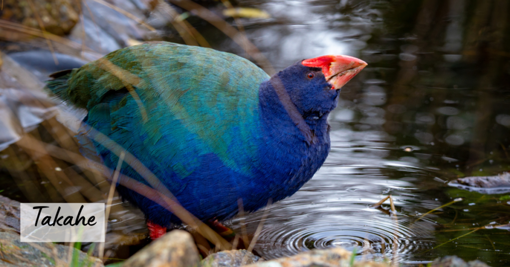 Species Spotlight: Flightless Birds – Rise for Animals