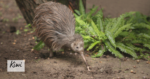 Species Spotlight: Flightless Birds – Rise for Animals