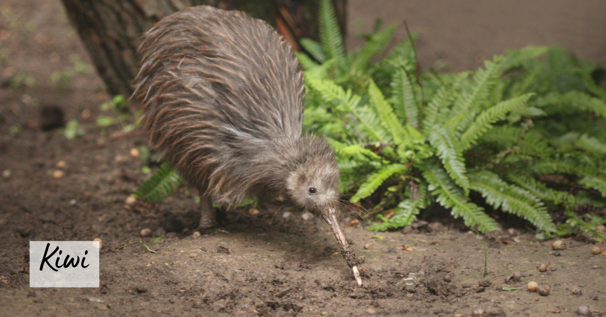 Species Spotlight: Flightless Birds – Rise for Animals