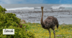 Species Spotlight: Flightless Birds – Rise for Animals