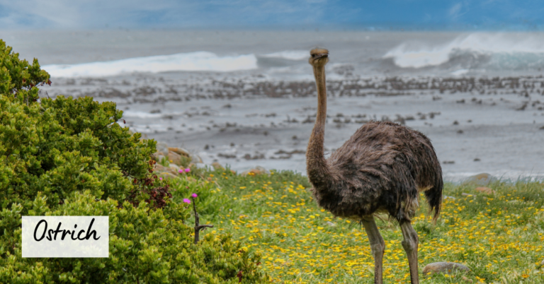 Species Spotlight: Flightless Birds – Rise for Animals