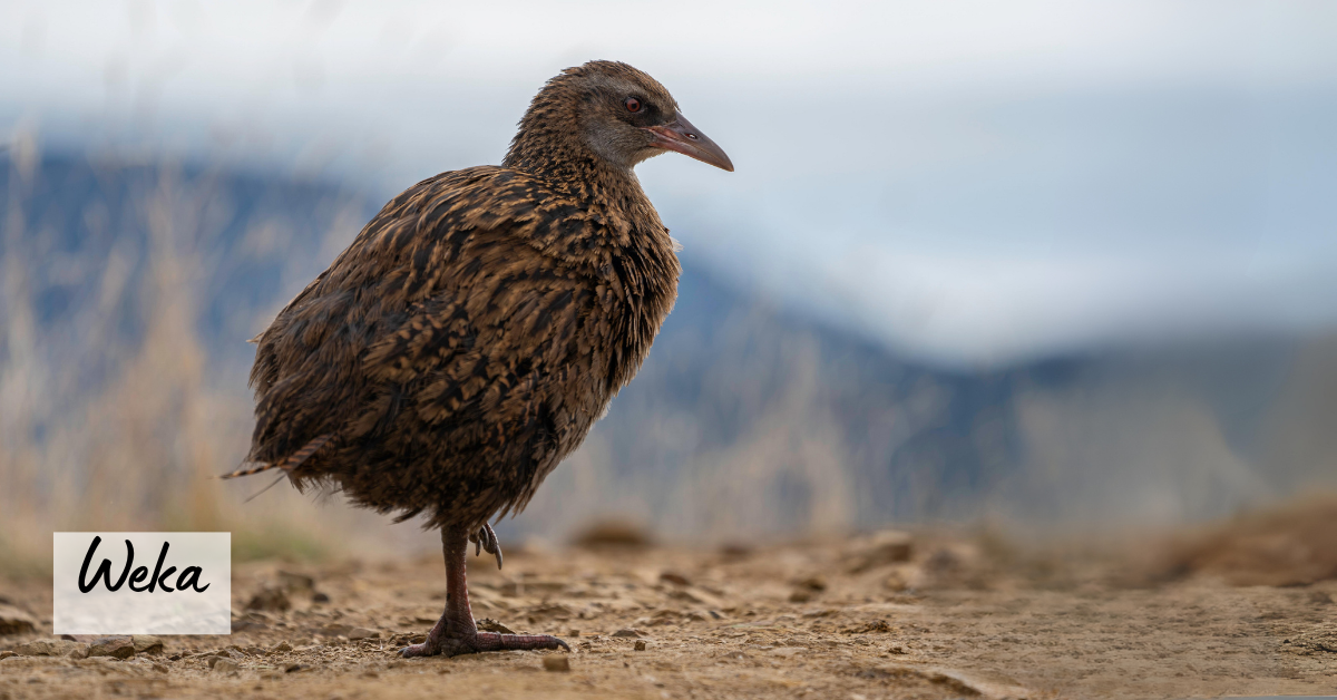 Species Spotlight: Flightless Birds – Rise for Animals